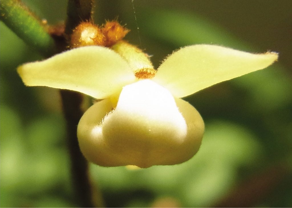Species New to Science: [Botany • 2019] Mitrephora chulabhorniana ...