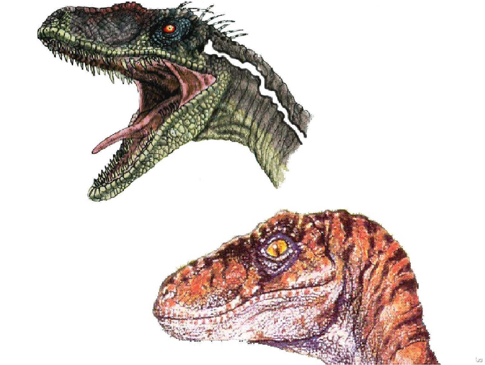 Curiosidades jurássicas: Velociraptor sornarensis e nublarensis ...