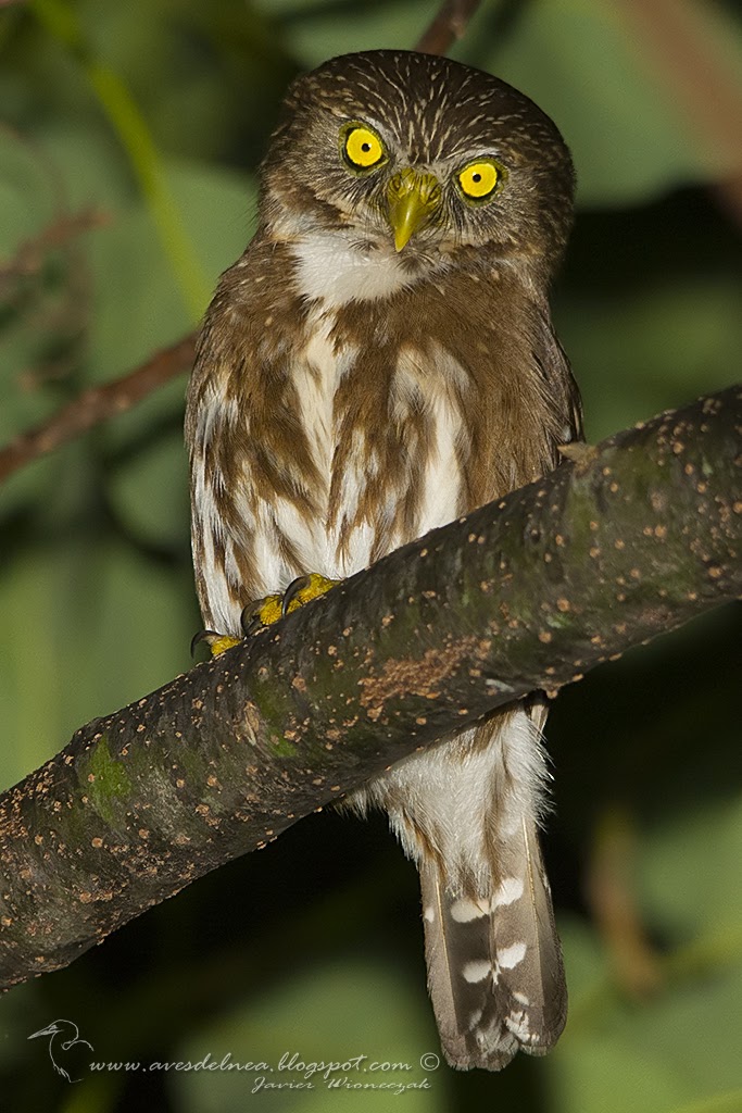 El Caburé de la casa de don Kusnik | Focusing on Wildlife