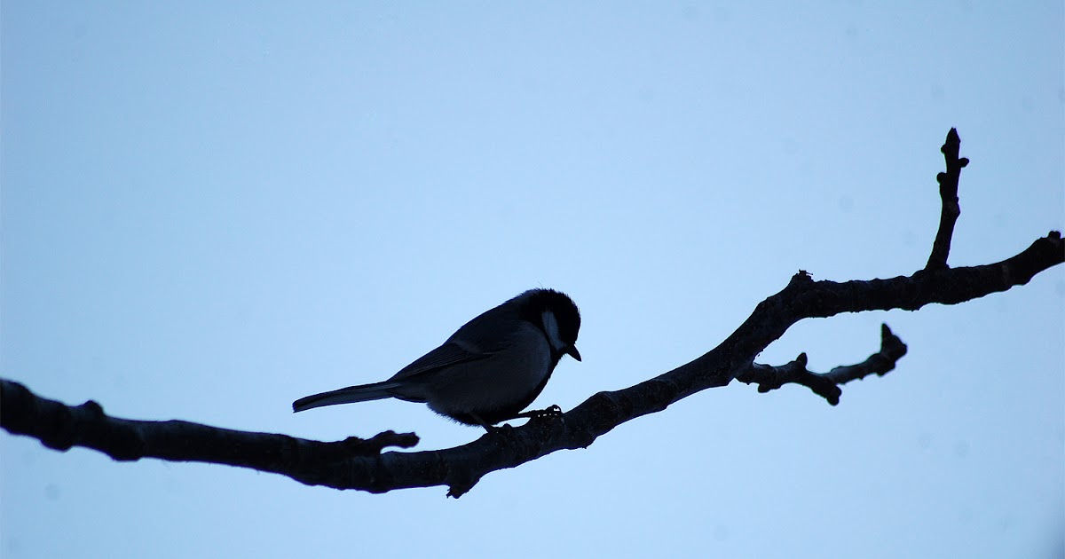 I Love Kashmir - ILK - Kashmir travelogues | Kashmir photos pictures ...