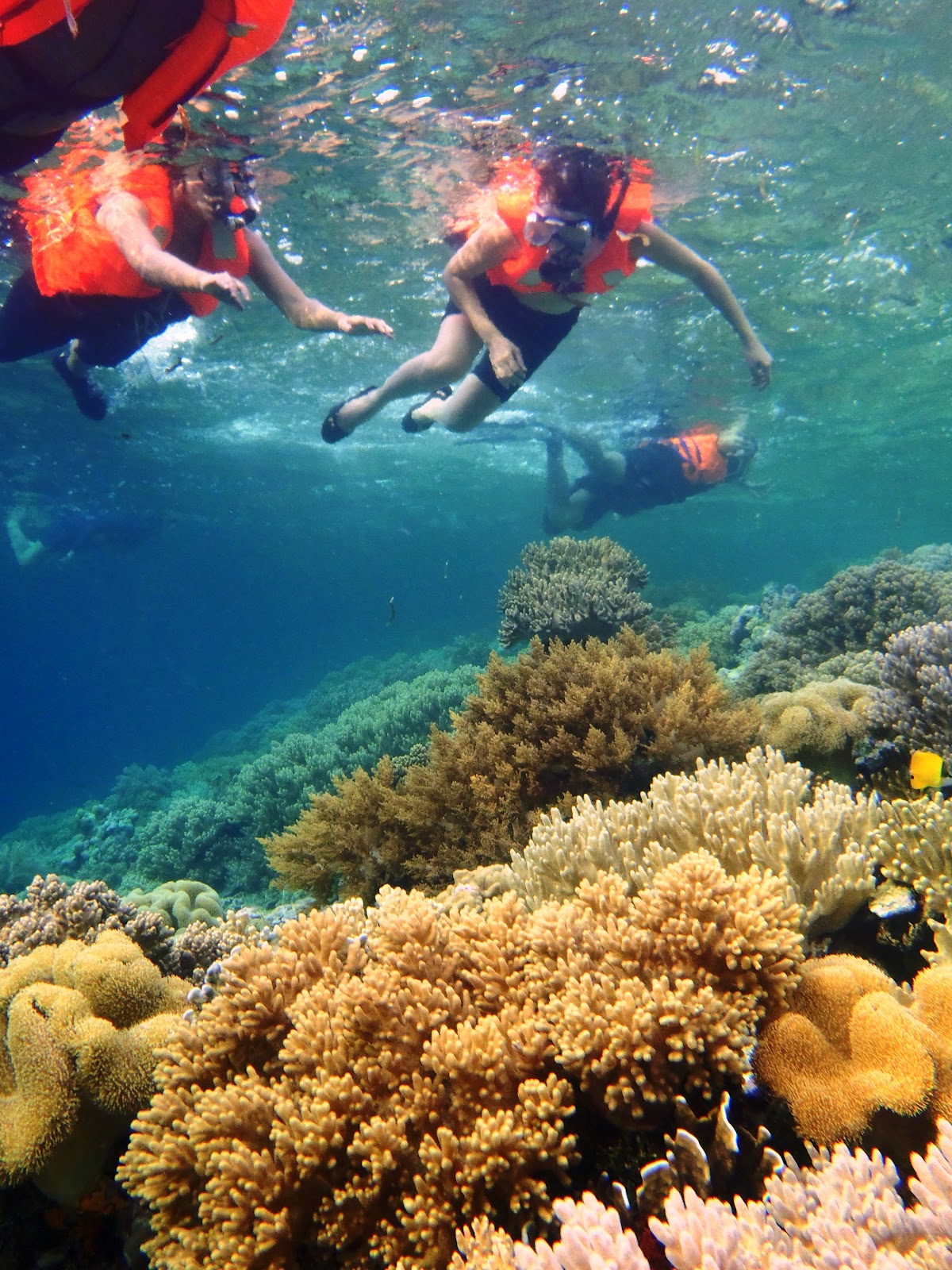 Kakaban Tour: FUN WAKATOBI TRIP (SNORKELING & DIVE TRIP)