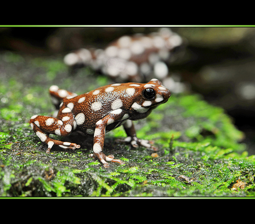 best photos 2 share: Cool Frog Pictures