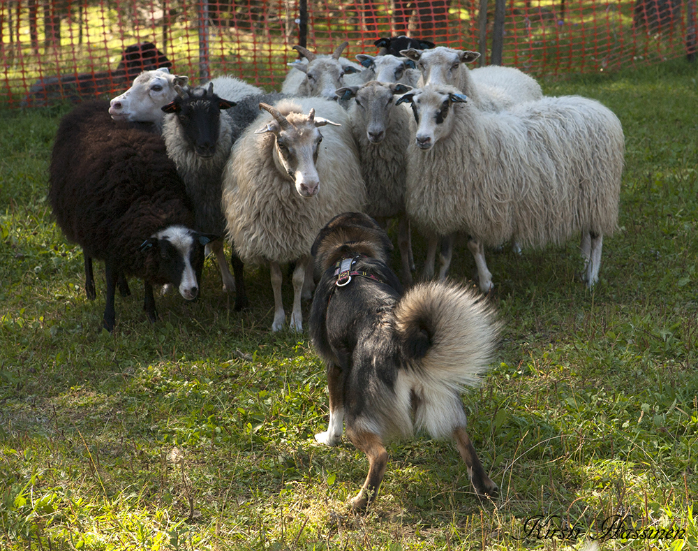 Maatiaismuori: Monenlaisia paimenkoiria