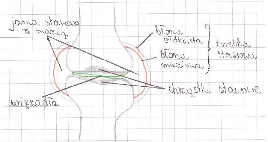 biologia: UKŁAD RUCHU