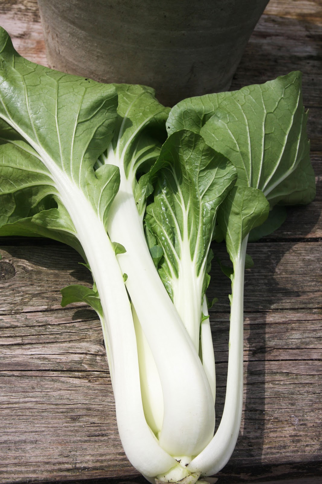 Moestuin Miep: Oogst: paksoi en prei