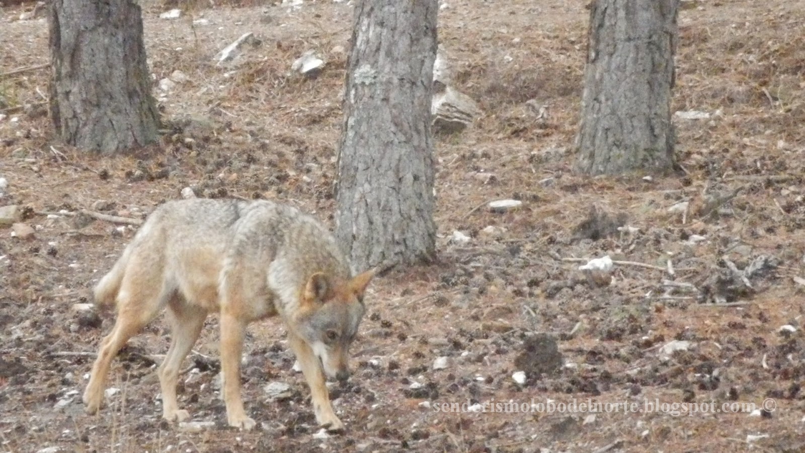 SENDERISMO LOBO DEL NORTE