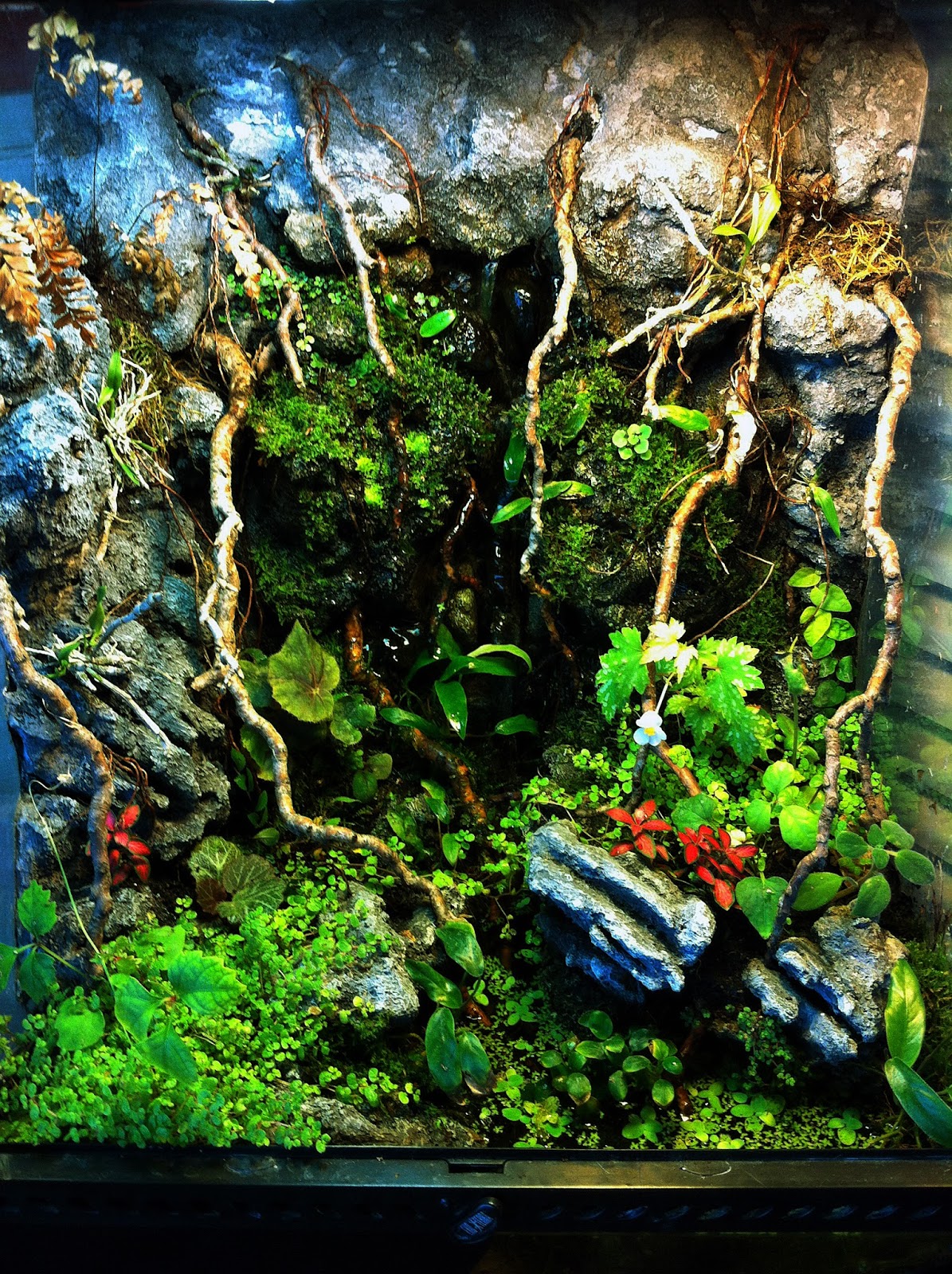 Terrarium Designer: Terrario fuente natural 45x45x60 cm