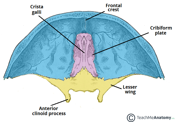 Asymmetry of the Modern Human Endocranium: Placing the fixed landmarks ...