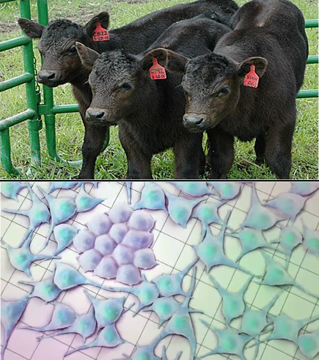 Synthetic Daisies: The Spawn of Gurdon’s Frogs