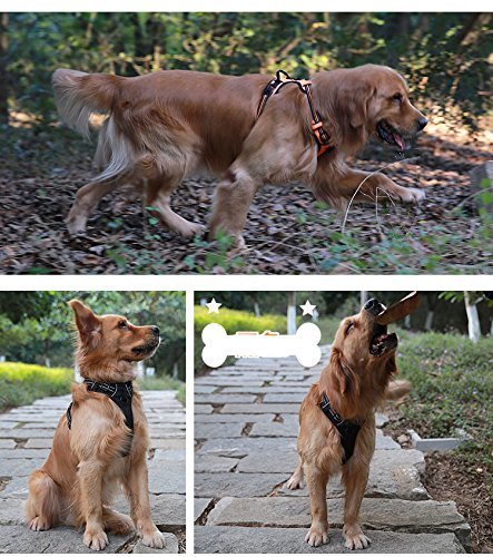 Dog Back-Clip Harness | Dog Collars