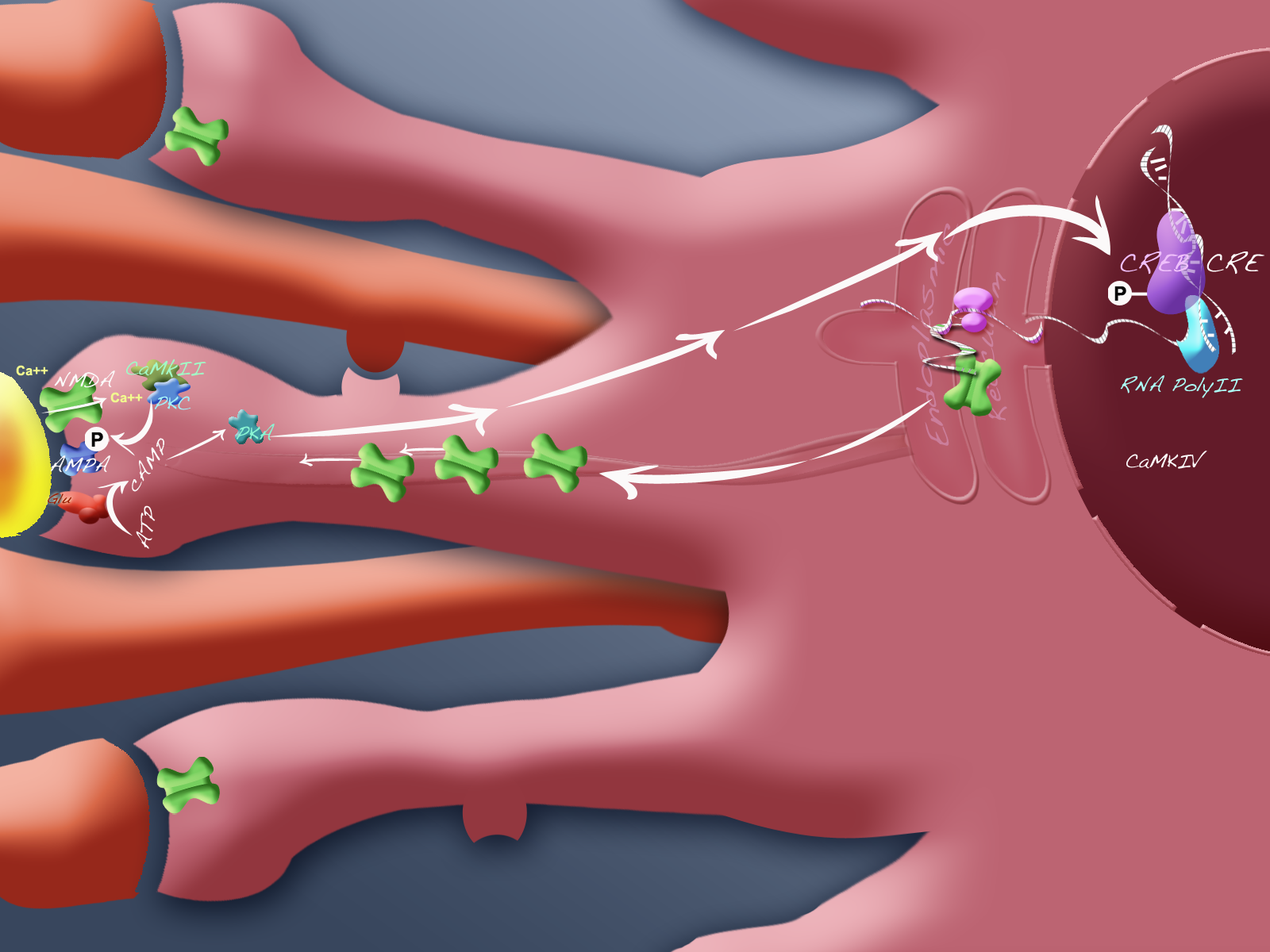 Pliny's Tangent Du Jour: Neuro-Not-So-Basics 2: Late Phase Long Term ...