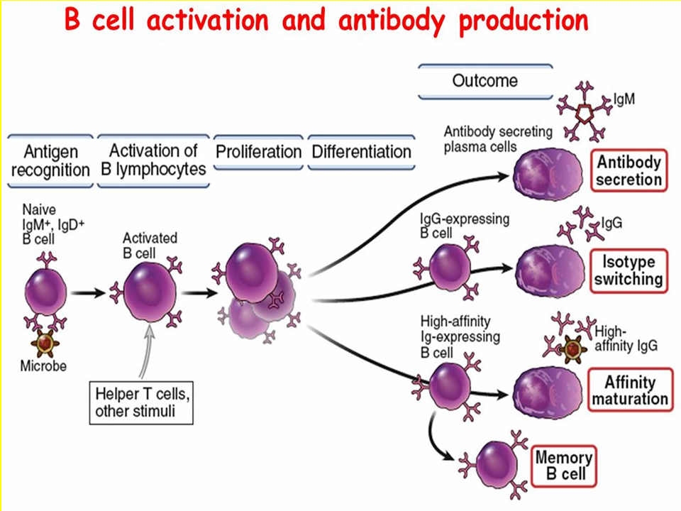 Grade 11: Chapter 5 - IMMUNITY