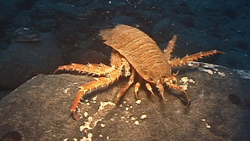 Al-Mumtaz Blog: 8 Ikan Dasar Laut