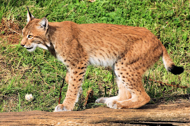 Exotic Animals Register: Guide To The Main Four UK New UK Predator Species