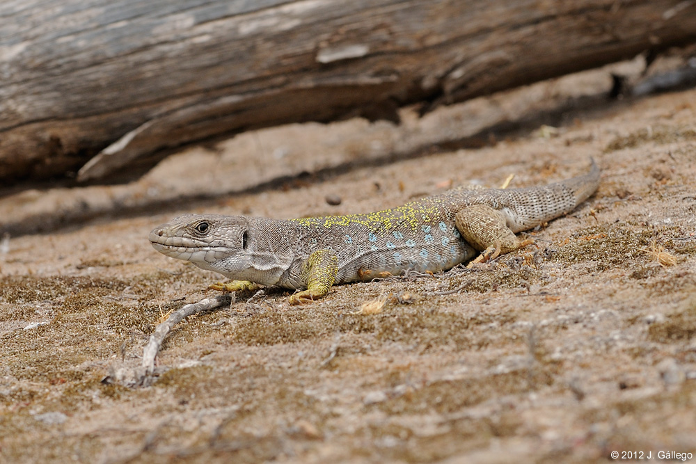 macroinstantes: Imágenes de Timon lepidus nevadensis