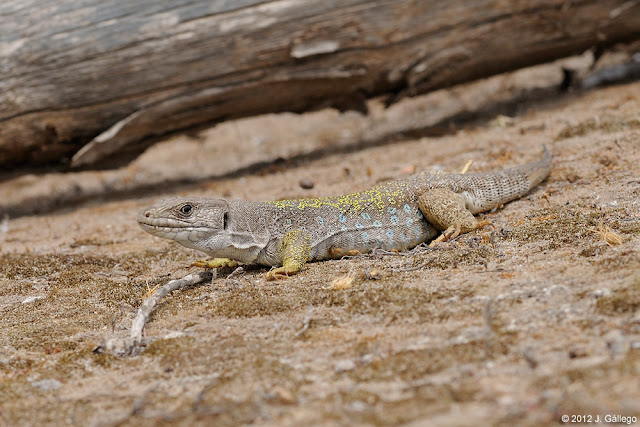 macroinstantes: Imágenes de Timon lepidus nevadensis