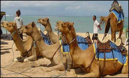 Bali Indonesia Holiday Travels: Camel Riding in Bali Gives Great Experience