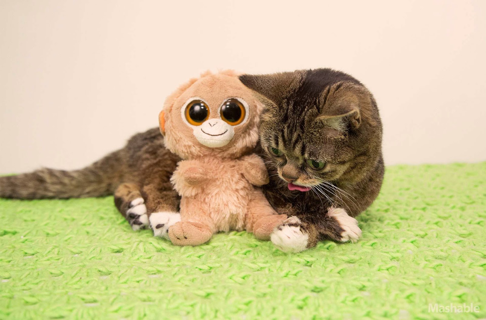 Lil Bub Puppies Wallpaper image | Free HD Wallpaper