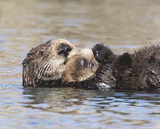 Synapsida: Weasels at Sea: Sea and Giant Otters