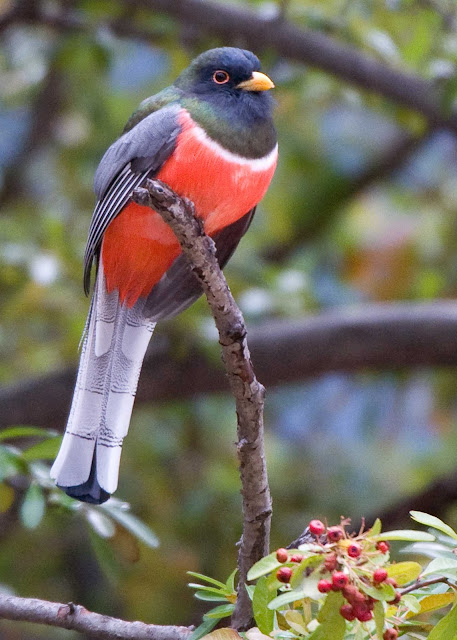 Elegant Trogon (Trogon elegans) USA - Trend burung