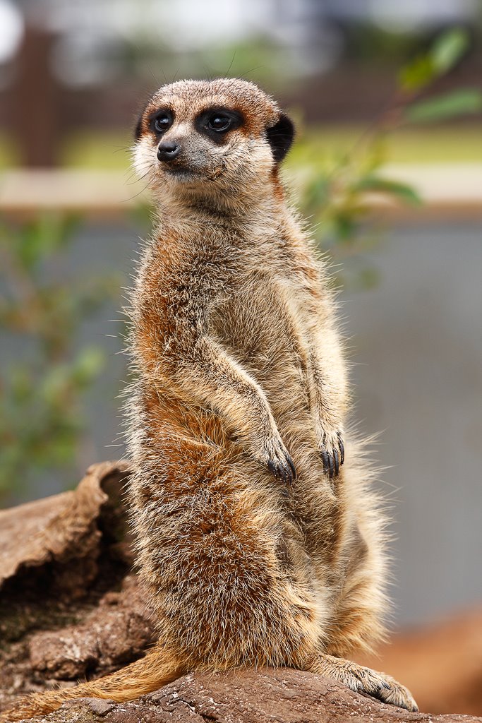 Mónica García Blog: Ejercicio color : Fusión retrato suricato