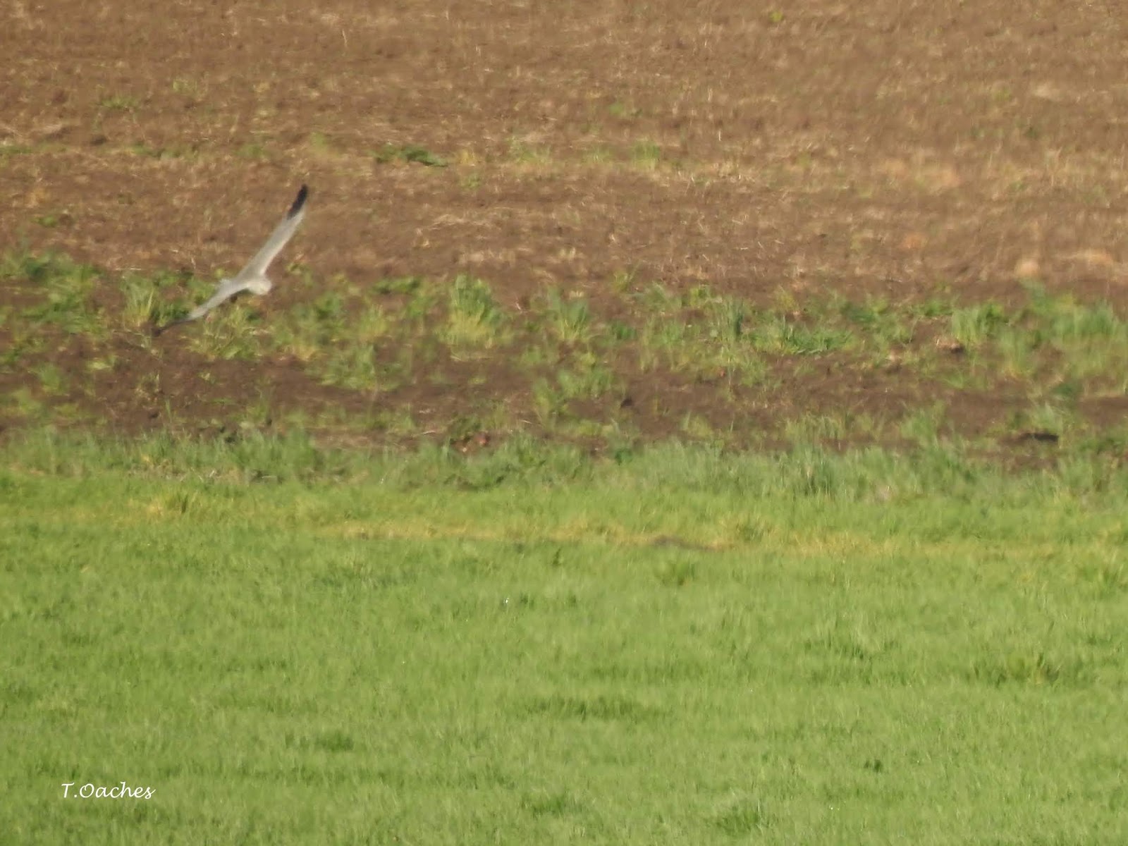 PASARI DIN ROMANIA: erete alb