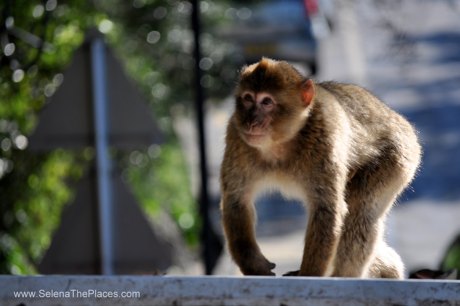 Oh, the places we will go!: The Macaque Monkeys of Gibraltar
