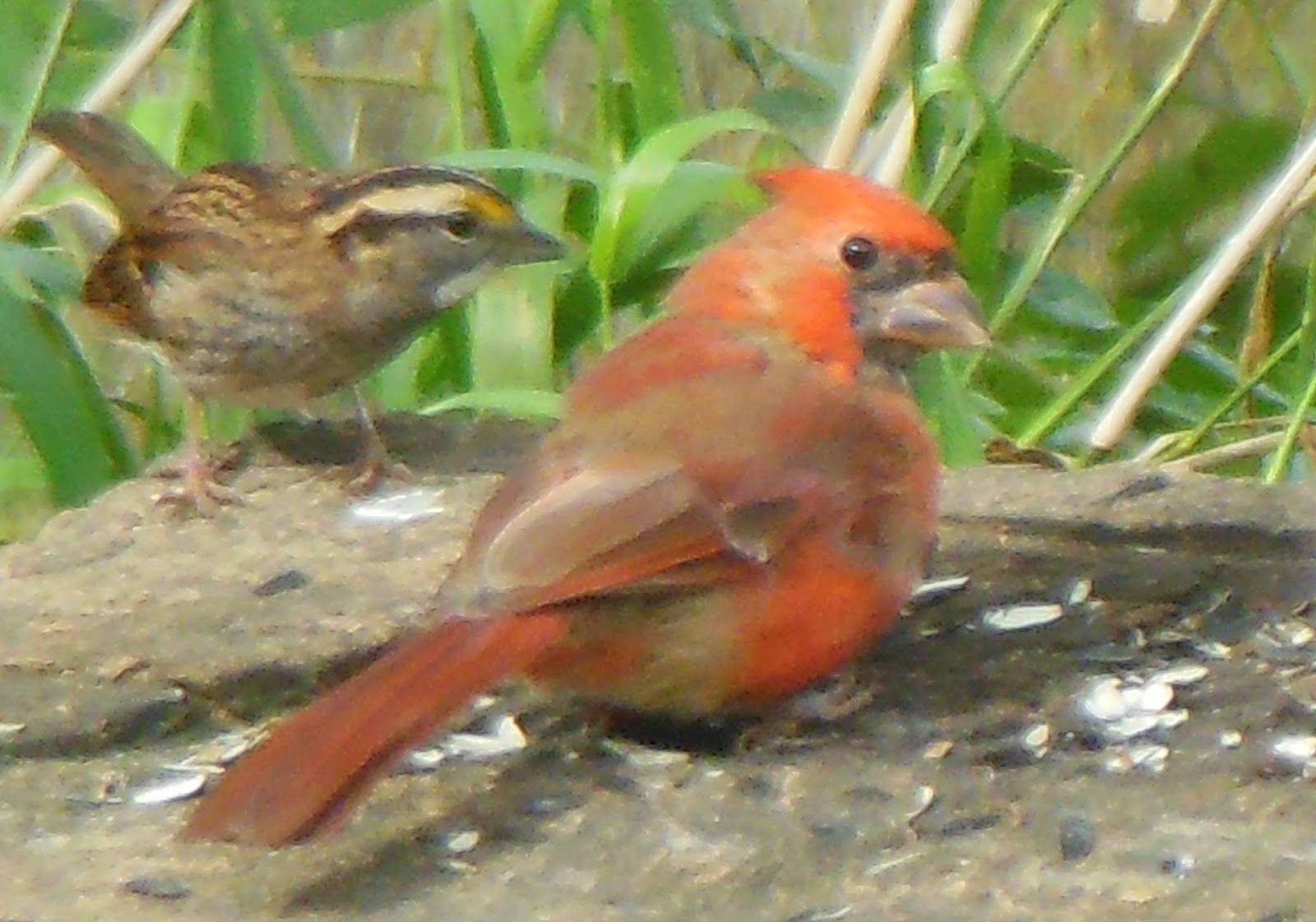 Five Hundred Pound Peep: Birds