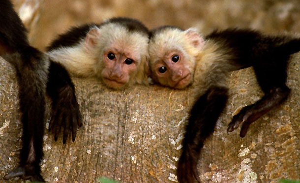 Capuchin monkey | The Life of Animals