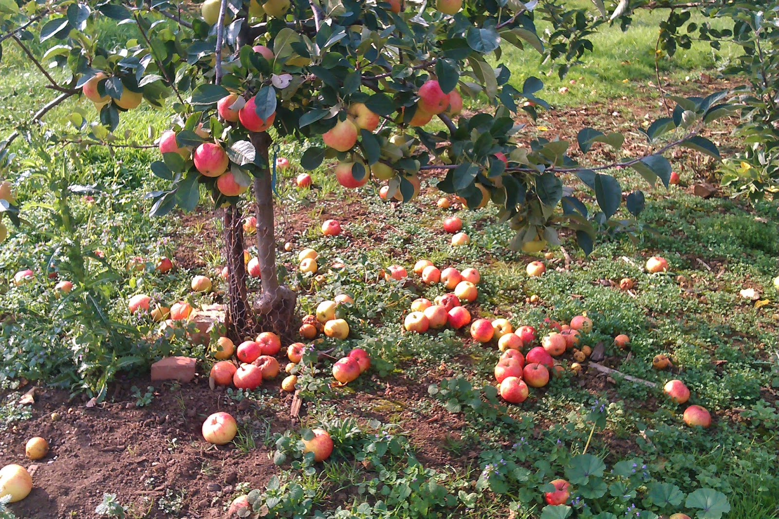 Diamonds in the rough: The Tragedy of Lost Fruit