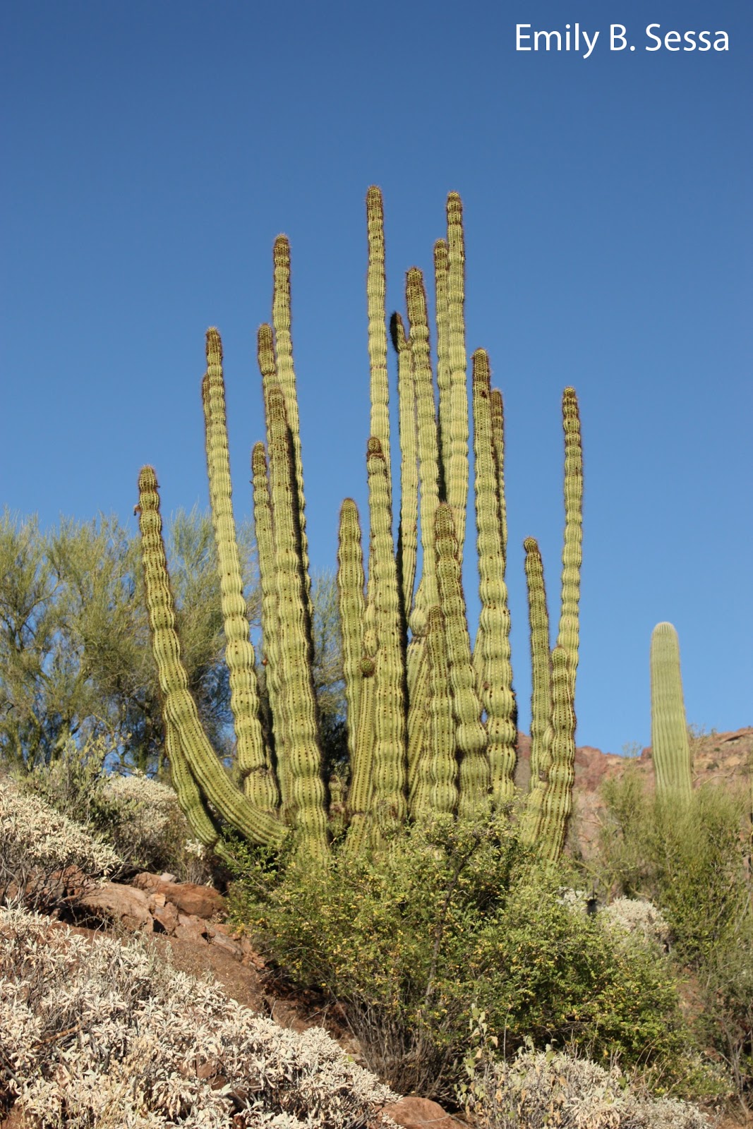No seeds, no fruits, no flowers: no problem.: Desert ferns