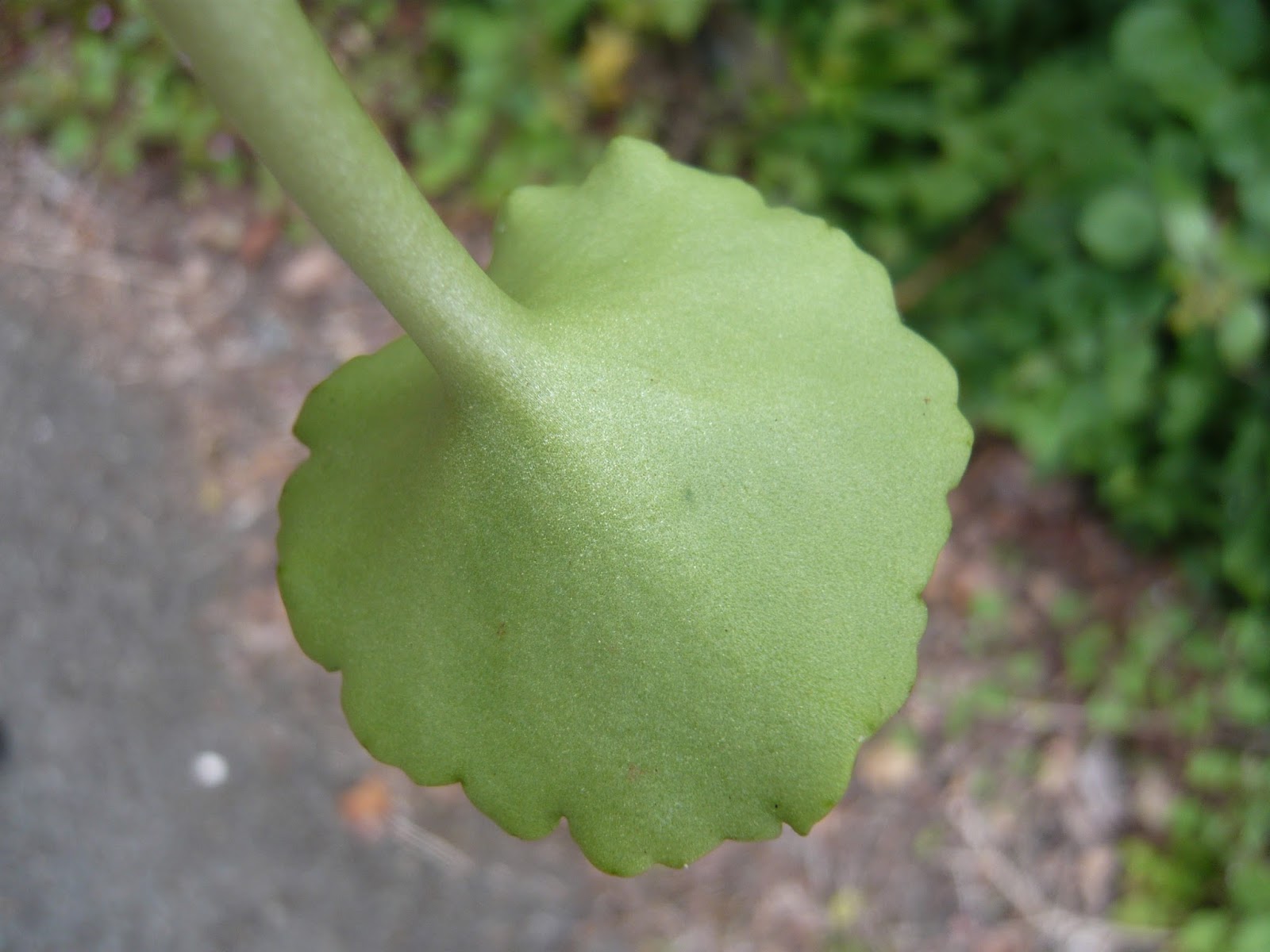 JARDINS DE SANTÉ: OMBILIC