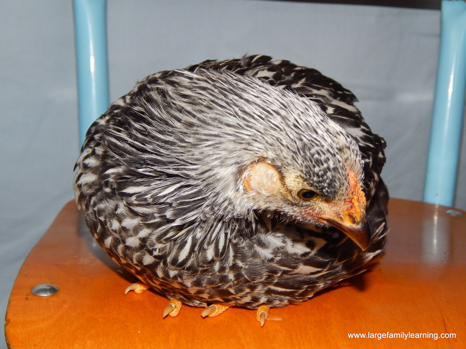 Large Family Learning : Raising Chickens: 6 Weeks Old