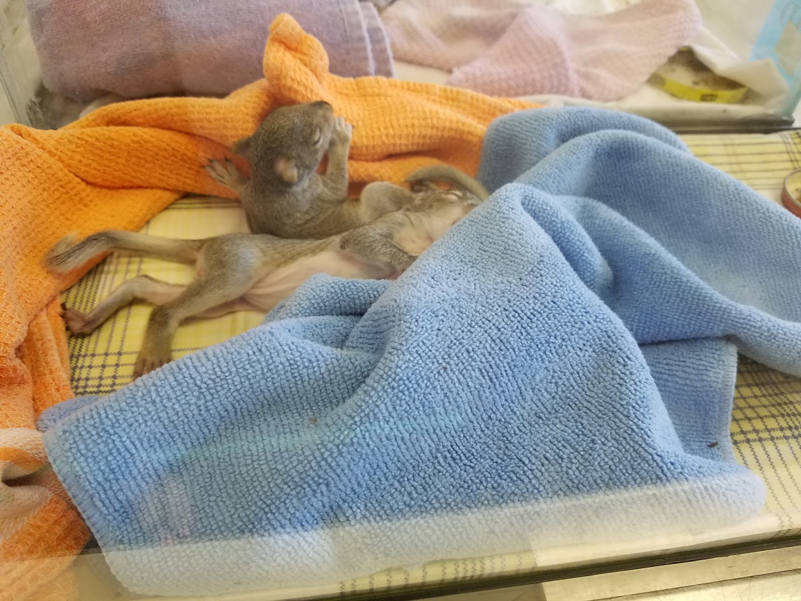 Play St. Louis: Wildlife Rescue Center, Ballwin