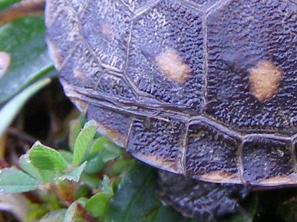 Blue Jay Barrens: Baby Box Turtle