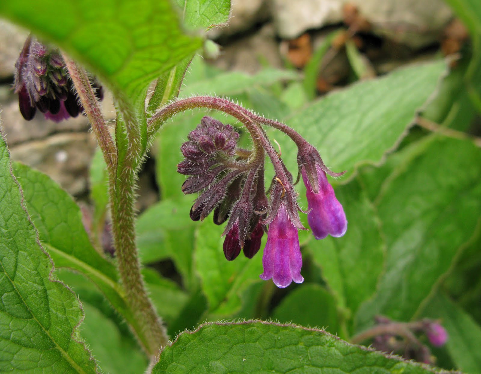 Flores y Palabras: Consuelda mayor (II)