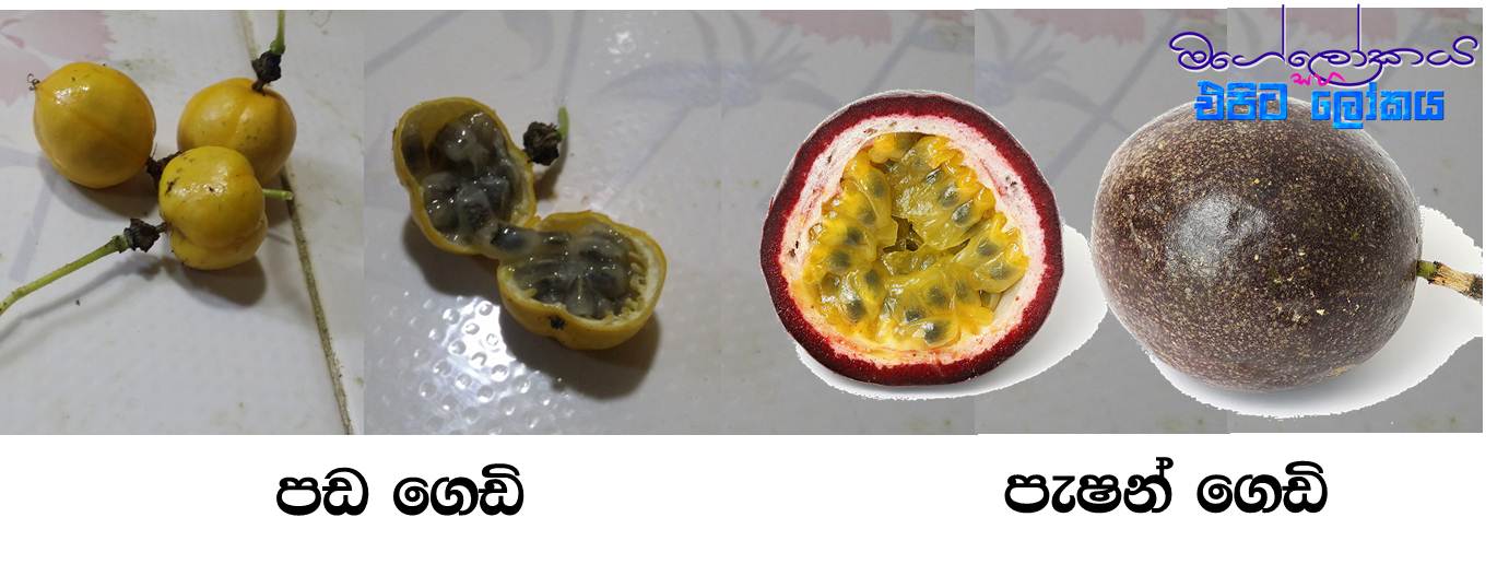 My World & Beyond World - මගේ ලෝකය හා එපිට ලෝකය : 'පඩයක්' තරම්වත් ගණන් ...