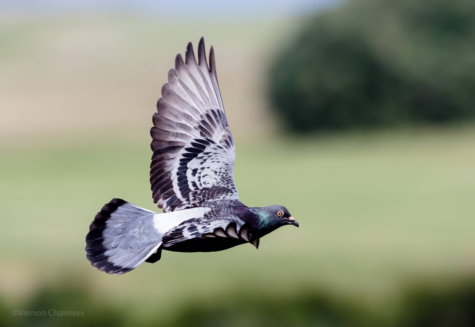 Vernon Chalmers Photography: Pigeon in Flight - Table Bay Nature ...