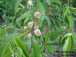 Inheems- en uitheems fruit: Perzik- en nectarinevruchten uitdunnen ...