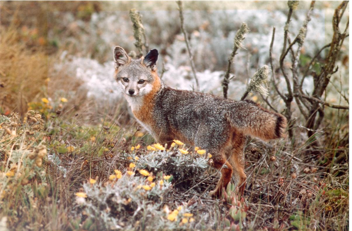 Channel Island Fox-Urocyon Littoralis