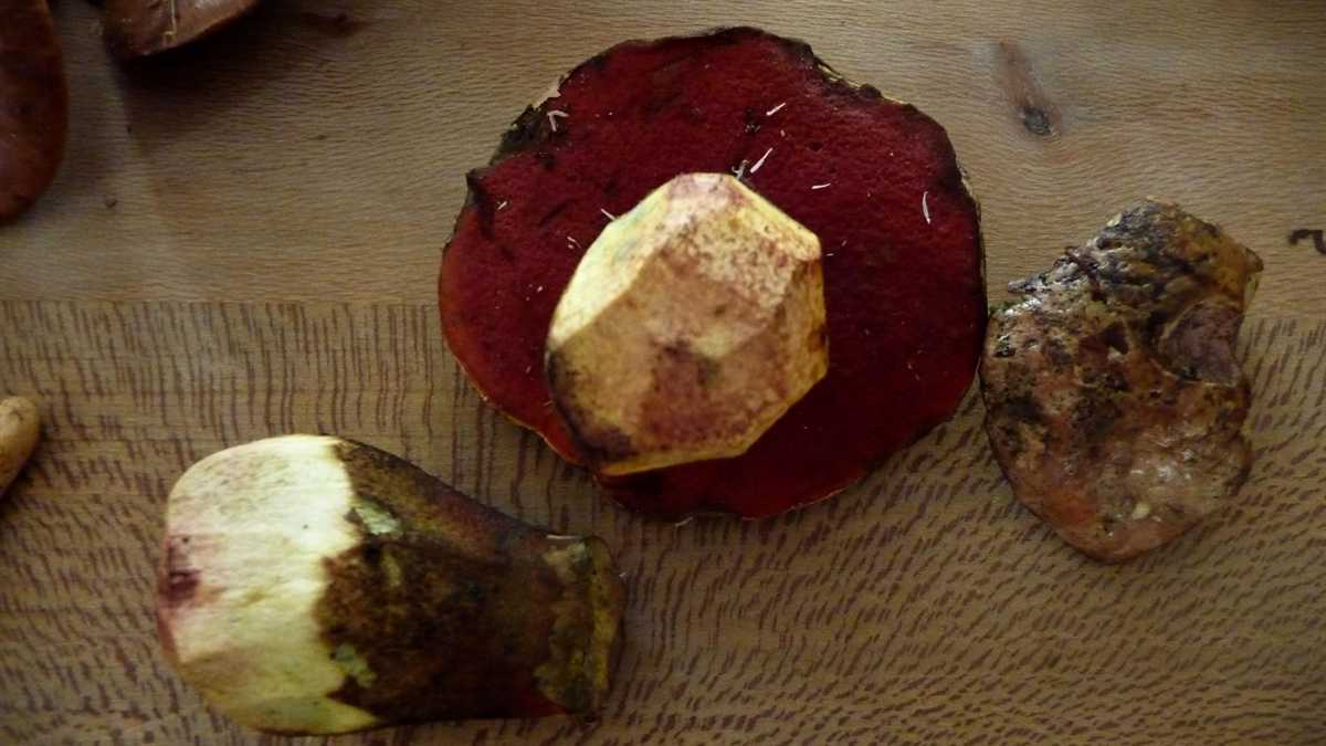 r o b i n 's y a r d: Boletus (I)