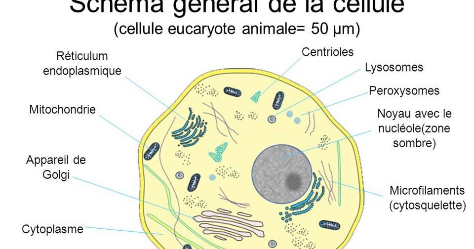 Formation infirmiers: LA CELLULE EUCARYOTE