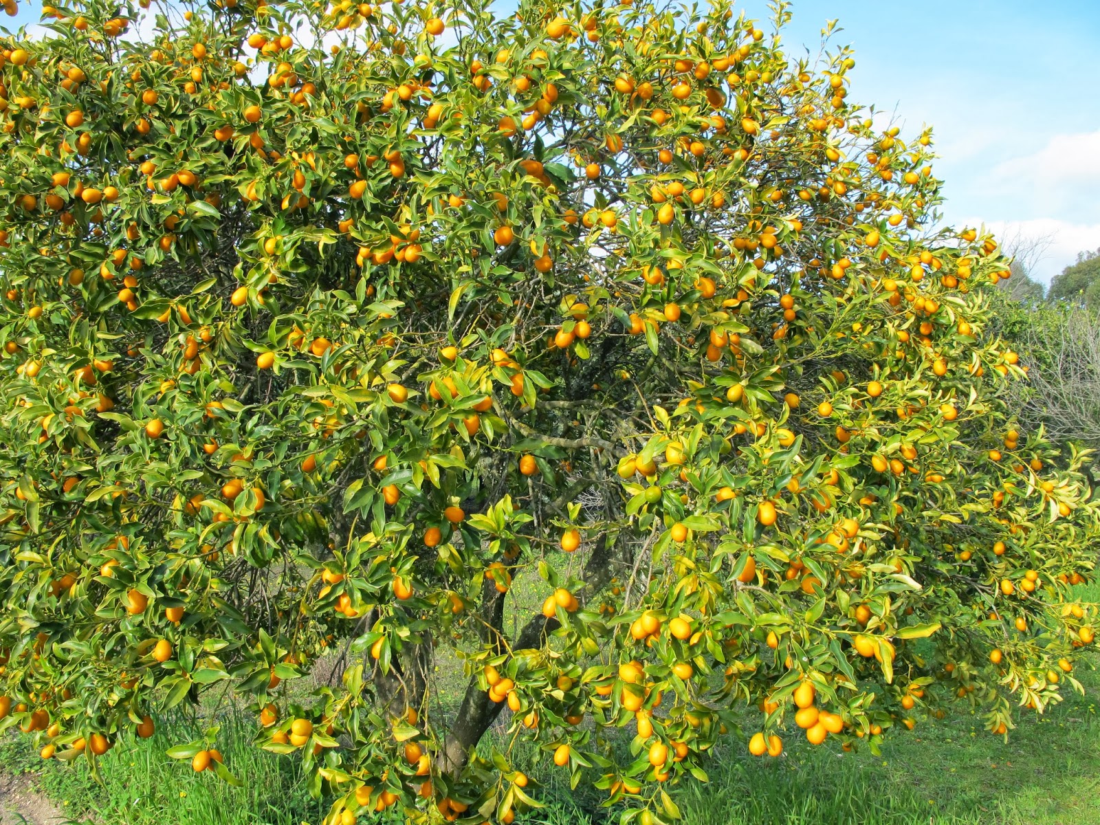 FLORA NEL SALENTO e.. anche altrove: Fortunella margarita (Lour.) Swing ...