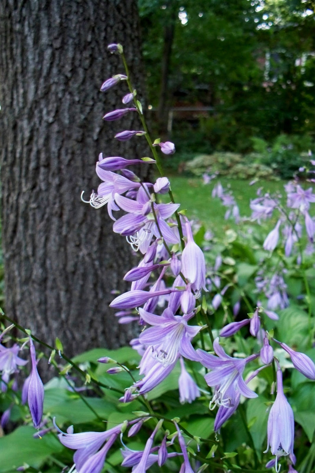 PlantPostings: Plant of the month:Hosta of the Equinox
