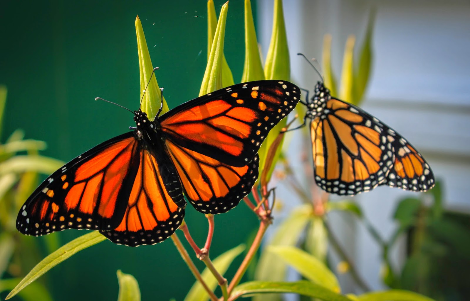 Monarch Butterfly Border