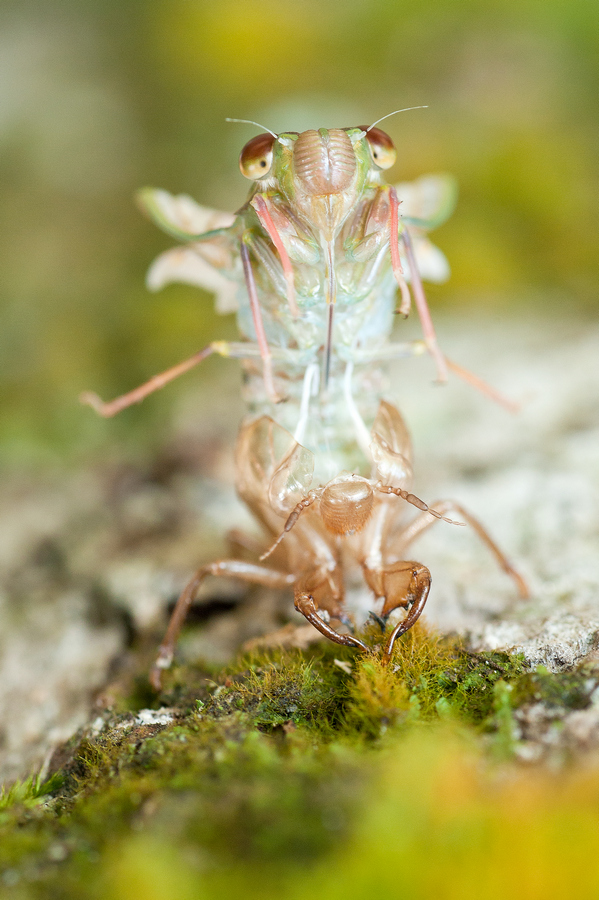 Within the Chronicles' Frame: Cicada Molting Process