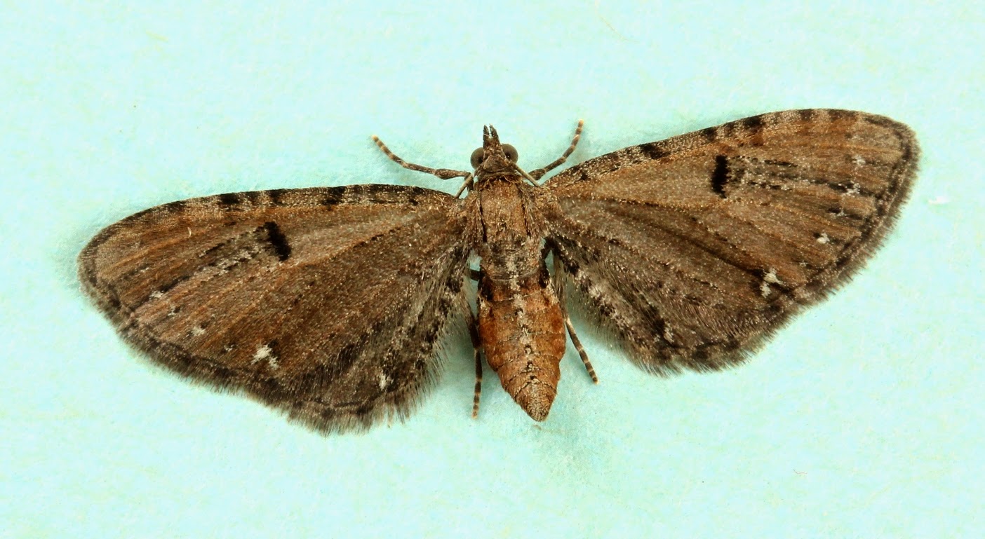 Ceredigion Moths: Currant pug