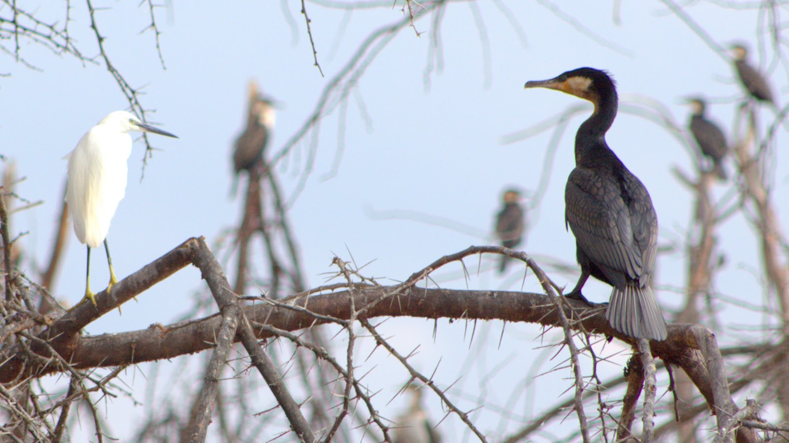 Something About Everything: Kenya : Birds