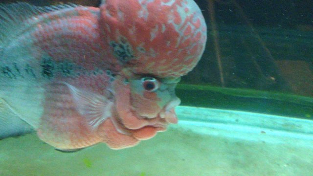 BIG BRAIN: Big Brain Fish