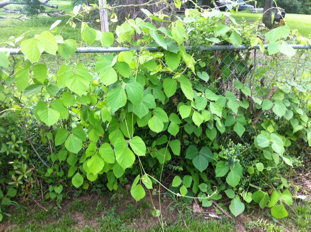 Love my Mobile Bay: KUDZU IS EATING MY FENCE-HELP